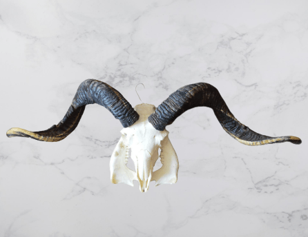 Sheep Skull – Skull Savvy